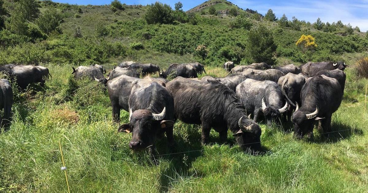 LES BUFFLONNES D'ANTONINI & CO - Office de tourisme de Carcassonne